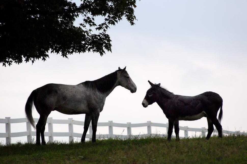 Free Stock Photo of Two horses standing on grass | Download Free Images ...