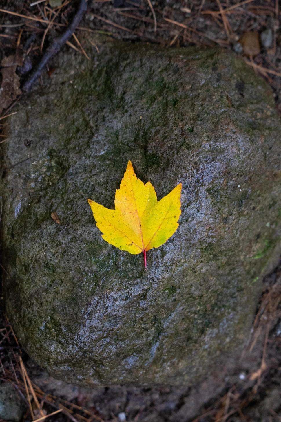 Free Stock Photo of A yellow leaf on a rock | Download Free Images and ...