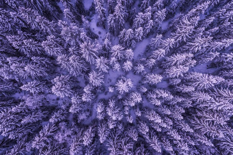 Free Stock Photo of Aerial view of a forest with snow | Download Free ...