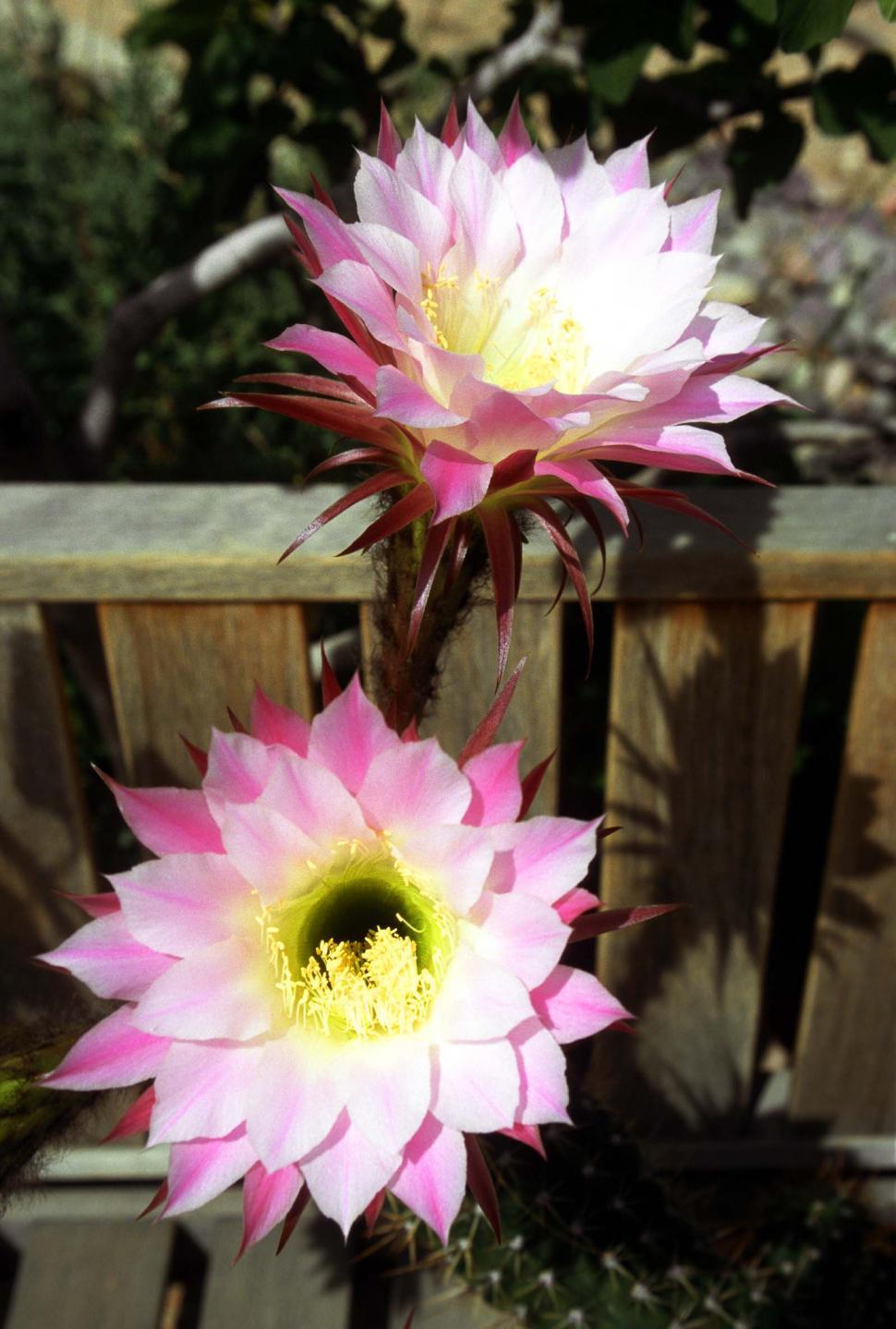Free Stock Photo of Large Cactus Blooms | Download Free Images and Free ...