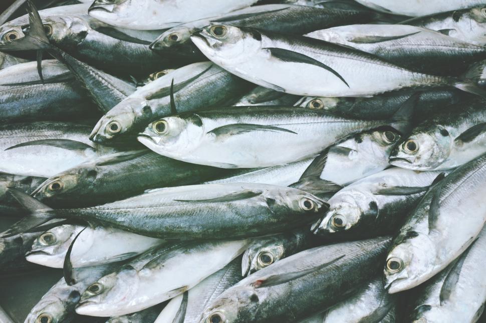 Free Stock Photo of A pile of silver fish | Download Free Images and ...