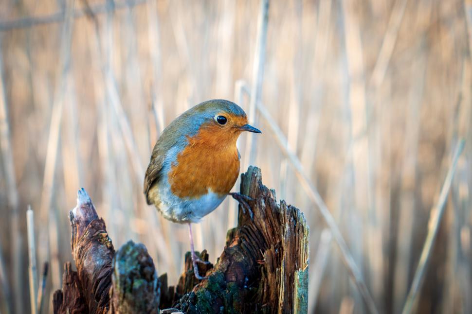 Free Stock Photo of A bird standing on a tree stump | Download Free ...