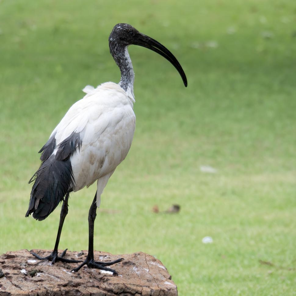 Free Stock Photo of Egyptian Ibis | Download Free Images and Free ...
