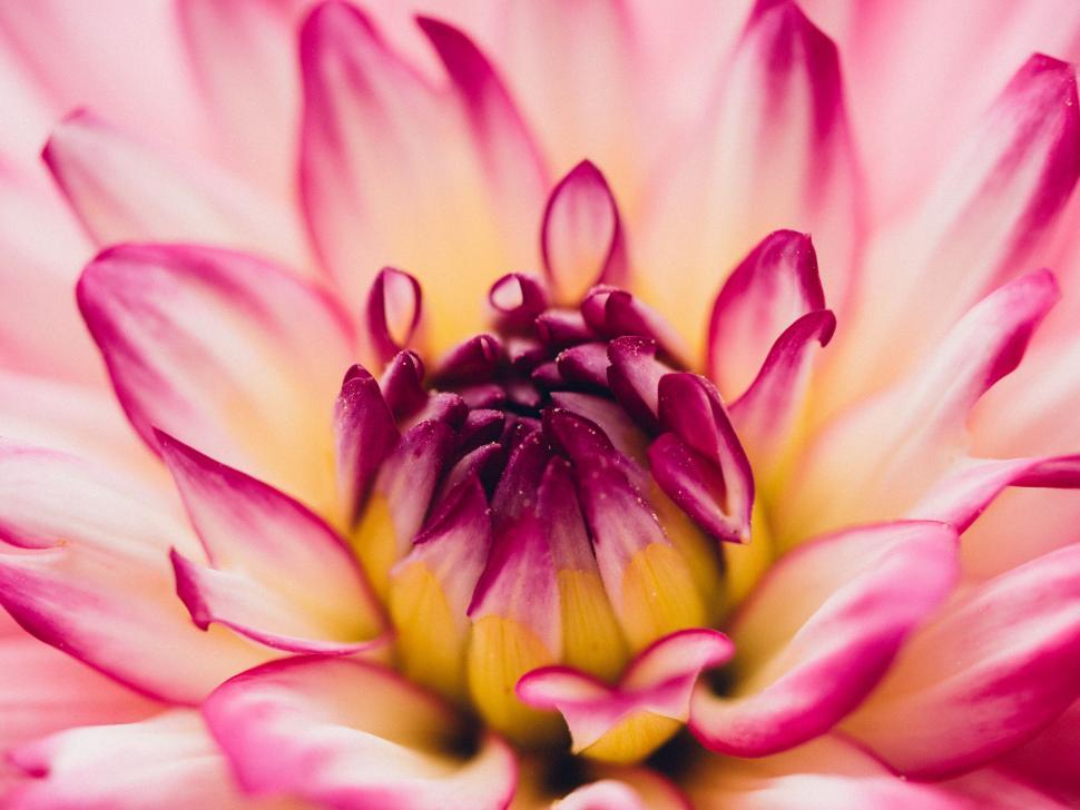 Free Stock Photo of A close up of a flower | Download Free Images and ...