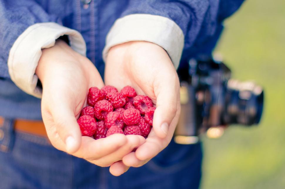 Free Stock Photo of A person holding raspberries | Download Free Images ...