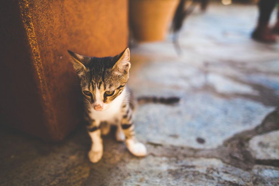 Free Stock Photo of A cat sitting on a stone surface | Download Free ...