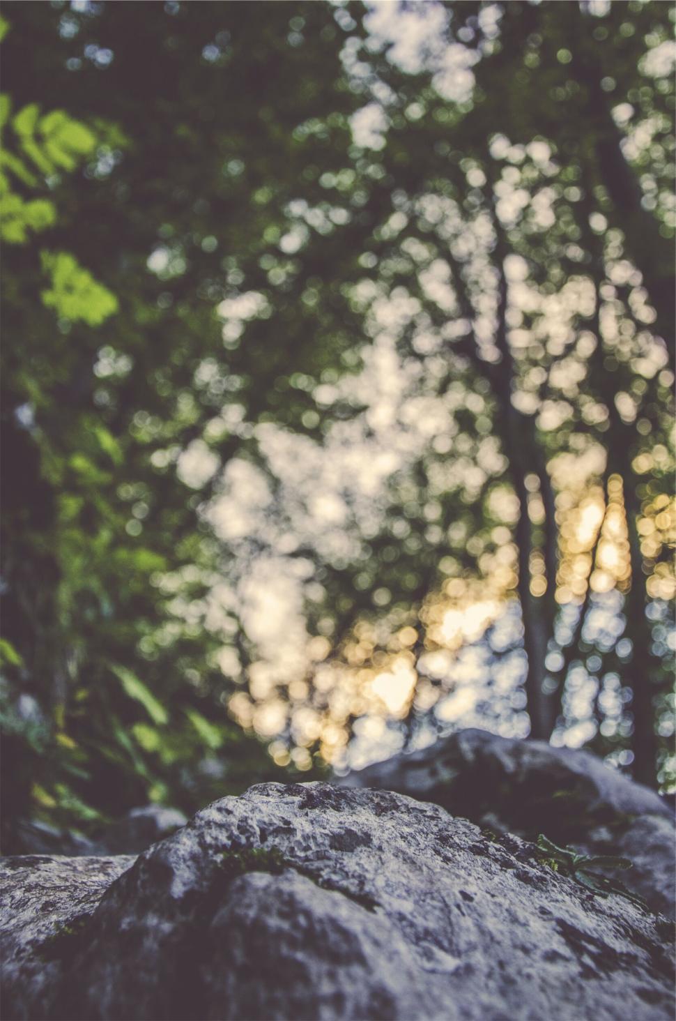 Free Stock Photo of A rock in the woods | Download Free Images and Free ...