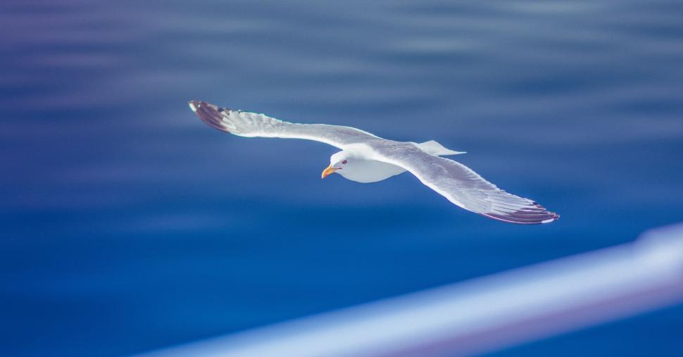 Free Stock Photo of A bird flying over water | Download Free Images and ...