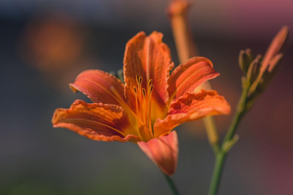Free Stock Photo of A close up of a flower | Download Free Images and ...