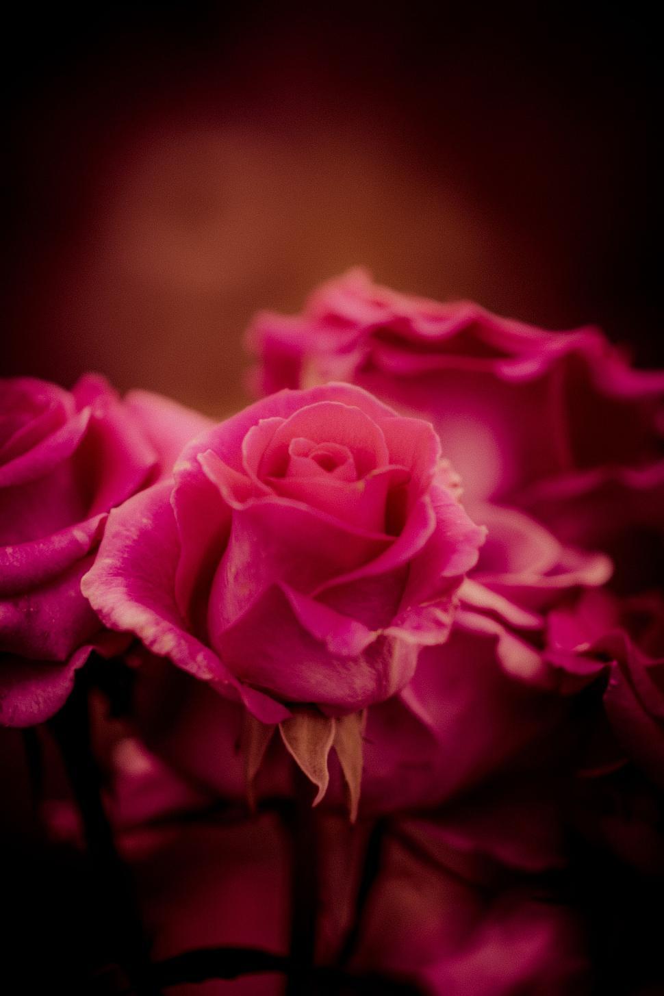 Free Stock Photo of A close up of a pink rose | Download Free Images ...