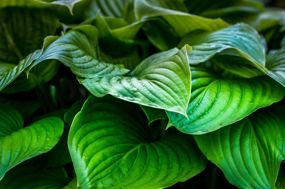 Free Stock Photo of A close up of a plant | Download Free Images and ...