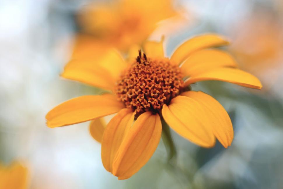 Free Stock Photo of A close up of a flower | Download Free Images and ...