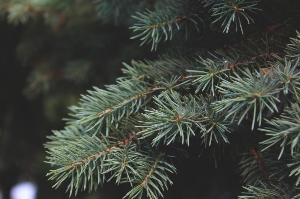 Free Stock Photo of A close up of a tree branch | Download Free Images ...