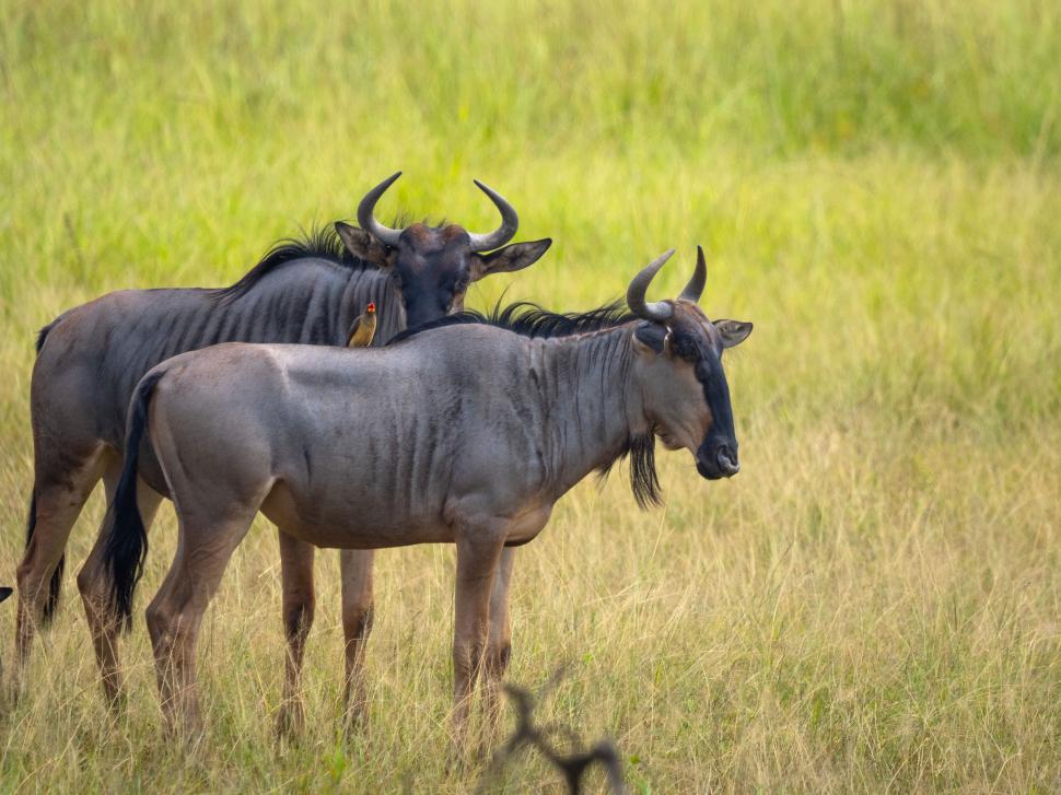 Free Stock Photo of A two animals in a field | Download Free Images and ...
