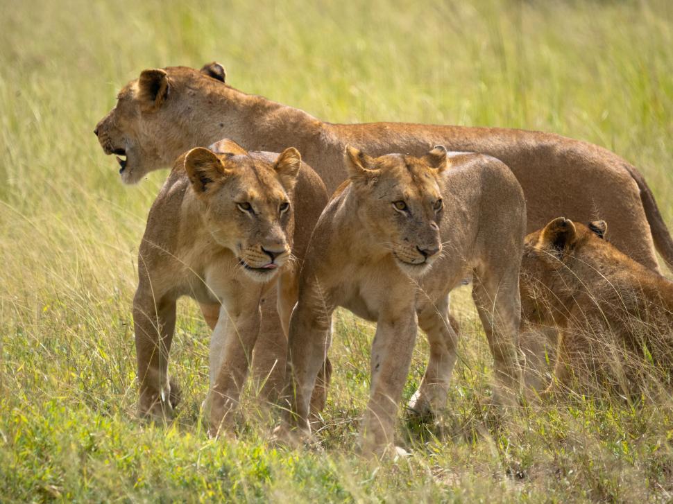 Free Stock Photo of A group of lions in a field | Download Free Images ...