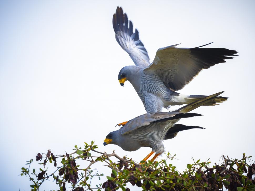 Free Stock Photo of Two birds on a branch | Download Free Images and ...