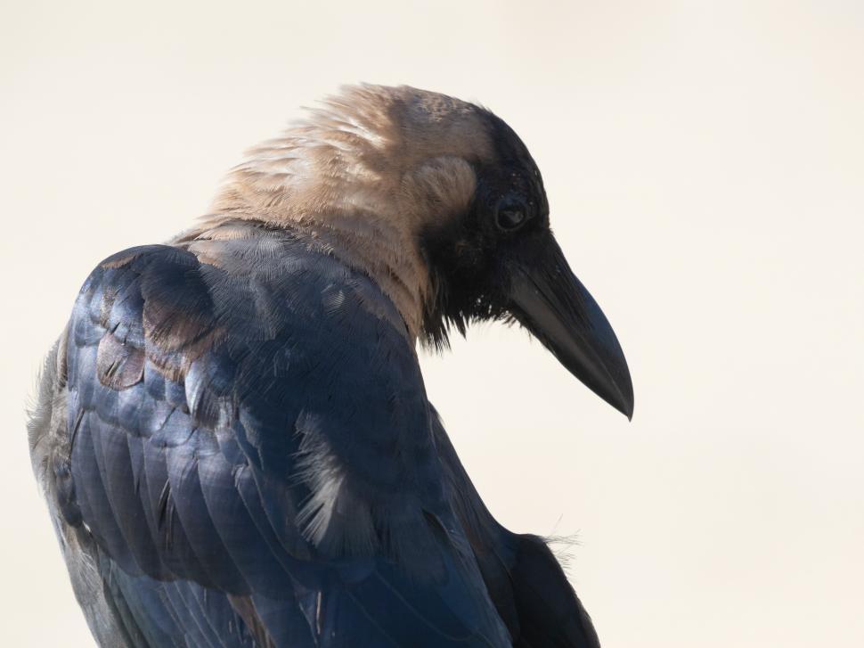 Free Stock Photo of A close up of a bird | Download Free Images and ...