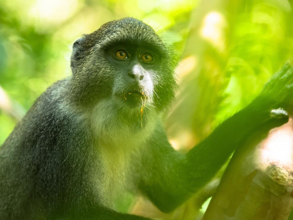 Free Stock Photo of A monkey in a tree | Download Free Images and Free ...