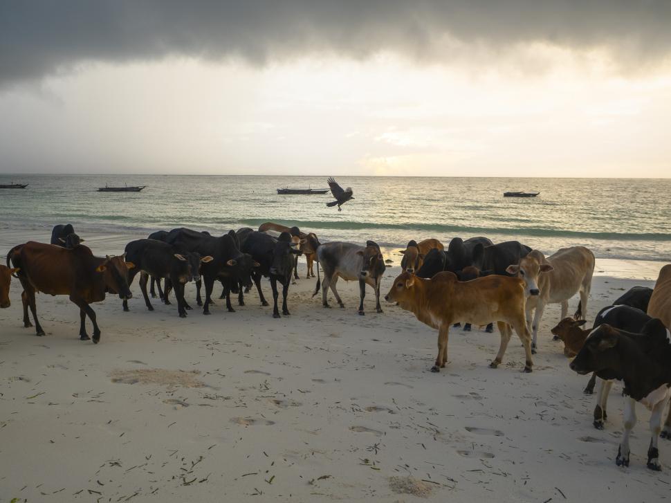Free Stock Photo of A group of animals on a beach | Download Free ...