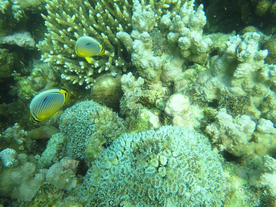 Free Stock Photo of Fish swimming in the water | Download Free Images ...