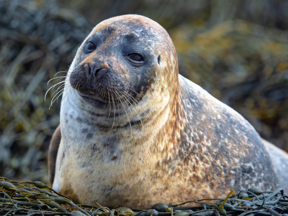 Free Stock Photo of A seal lying on the ground | Download Free Images ...