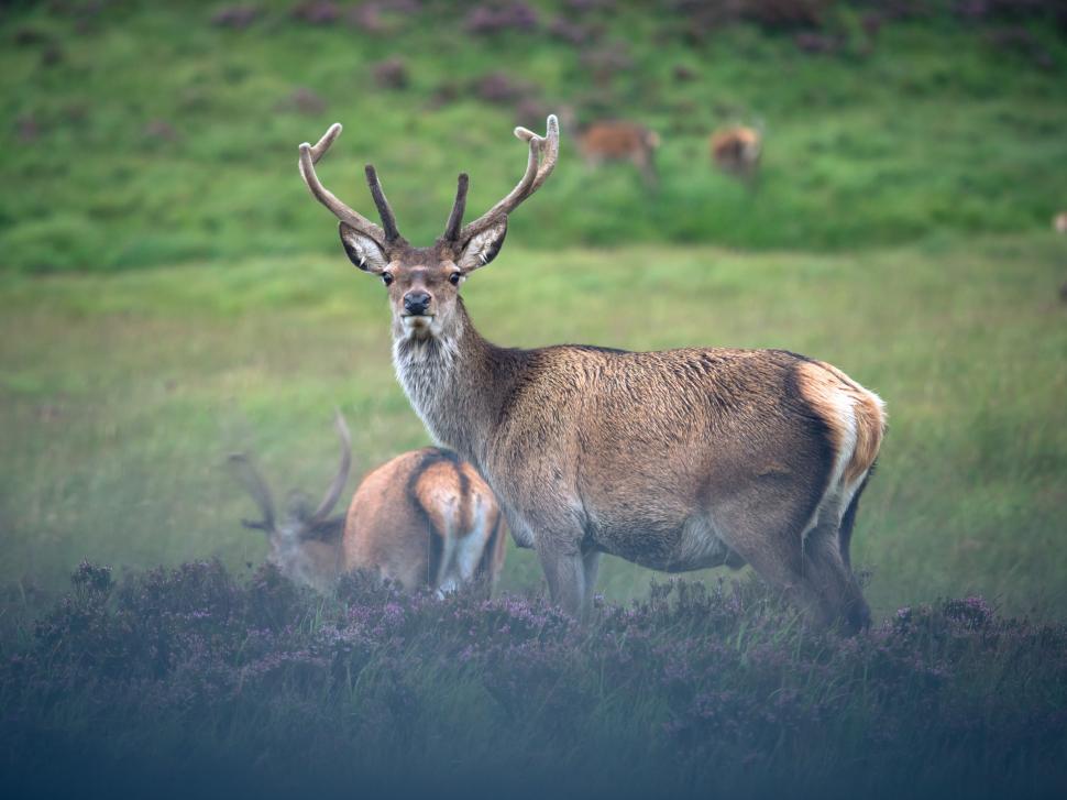 Free Stock Photo of A group of deer in a field | Download Free Images ...