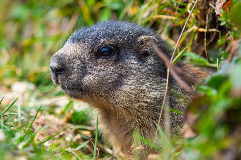 Free Stock Photo of A small animal in the grass | Download Free Images ...