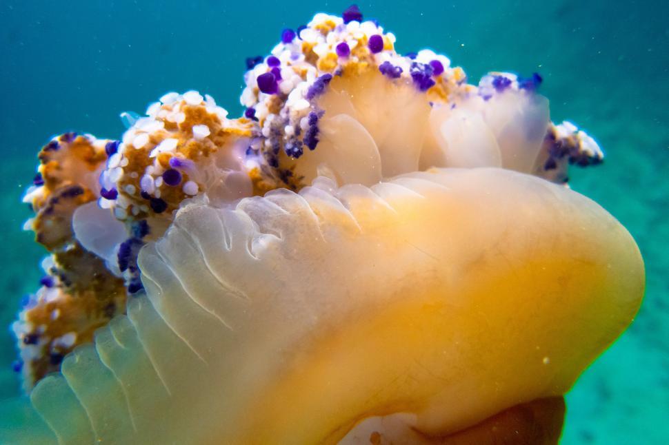 Free Stock Photo of A close up of a jellyfish | Download Free Images ...