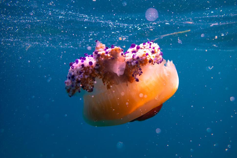 Underwater World Jellyfish And Underwater World Jellyfish Starfish