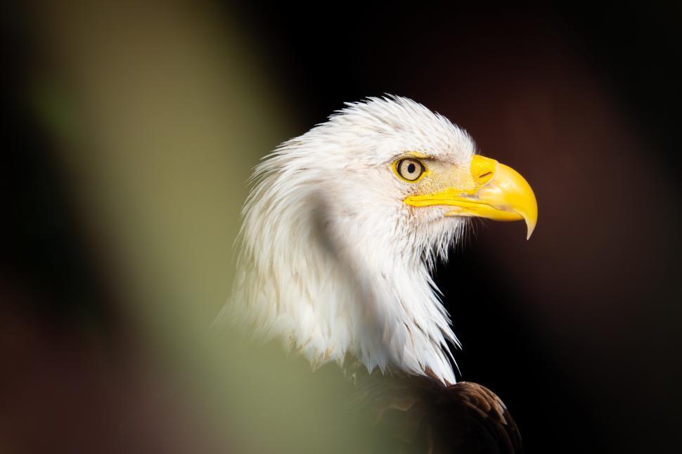 Free Stock Photo of A close up of a bird | Download Free Images and ...