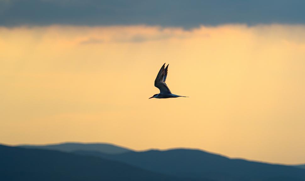 Free Stock Photo of A bird flying in the sky | Download Free Images and ...