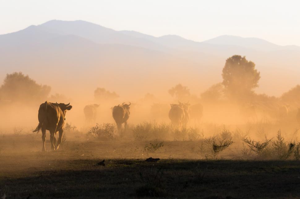 Free Stock Photo of A group of cows running in a field | Download Free ...