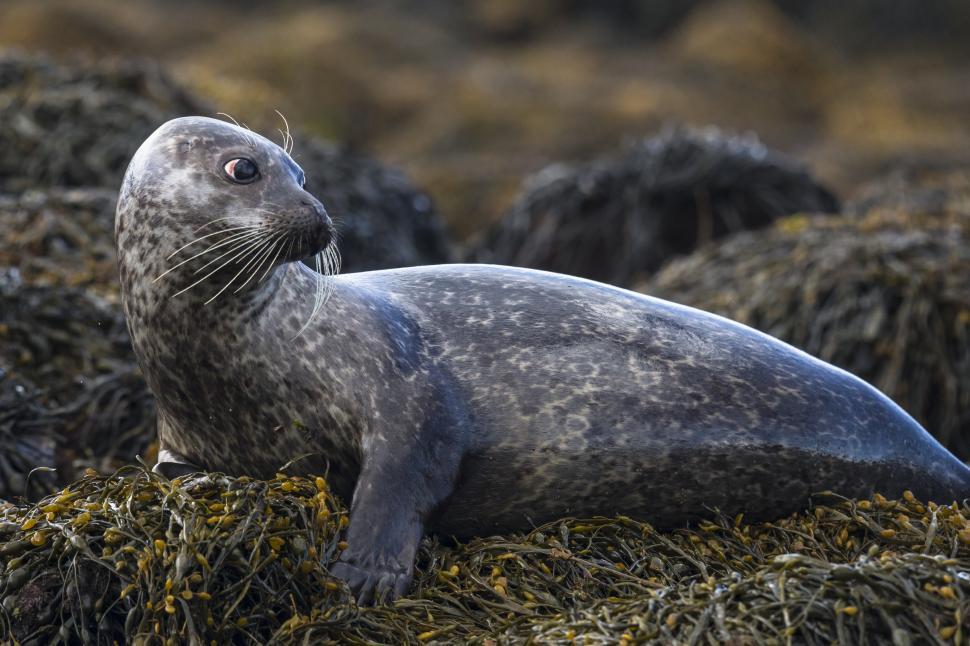 Free Stock Photo of A seal lying on the ground | Download Free Images ...
