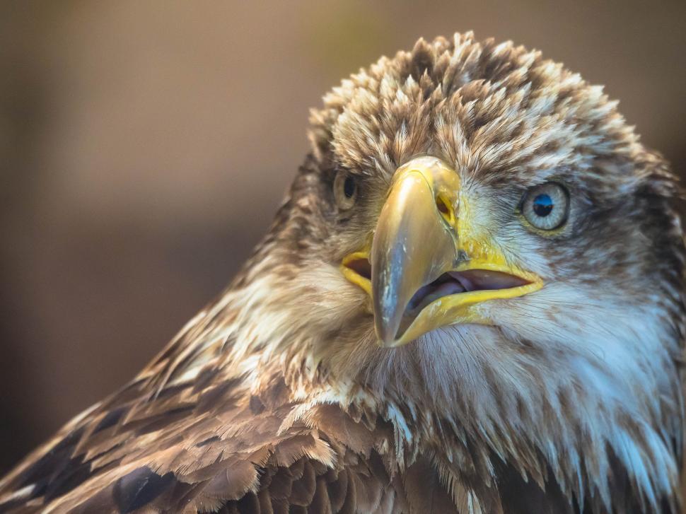 Free Stock Photo of A close up of a bird | Download Free Images and Free Illustrations