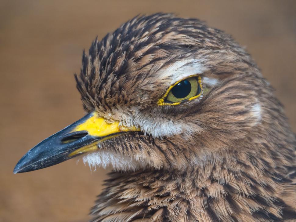 Free Stock Photo of A close up of a bird | Download Free Images and ...