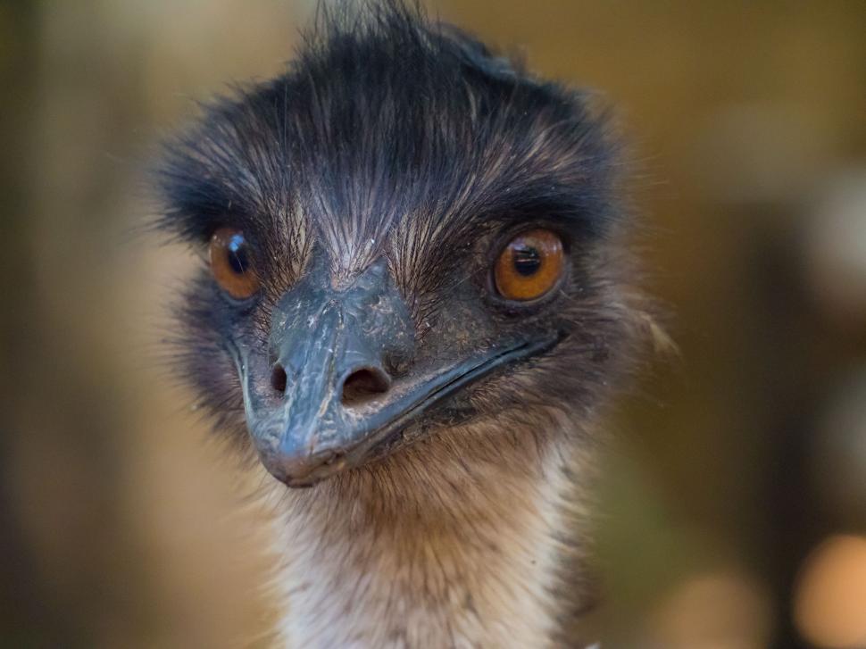 Free Stock Photo of A close up of a bird | Download Free Images and ...