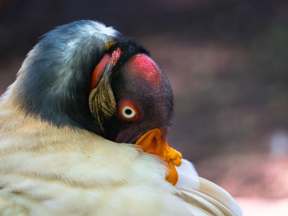 Free Stock Photo of A bird with a red beak | Download Free Images and ...