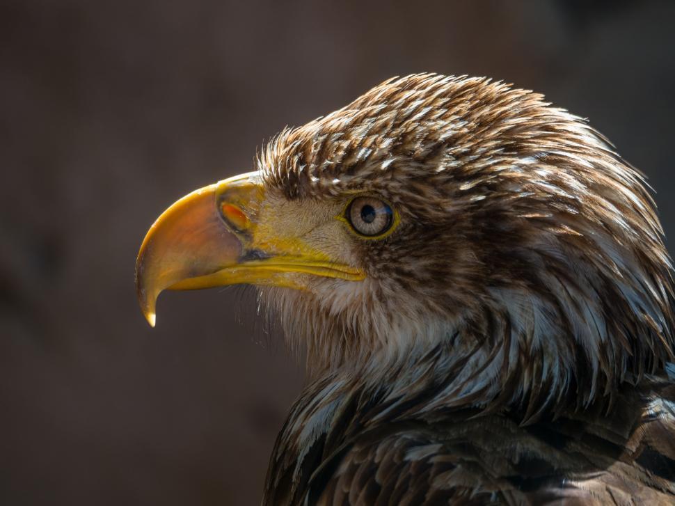 Free Stock Photo of A close up of a bird | Download Free Images and ...