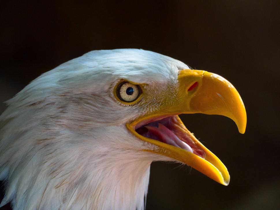 Free Stock Photo of A close up of a bird | Download Free Images and ...