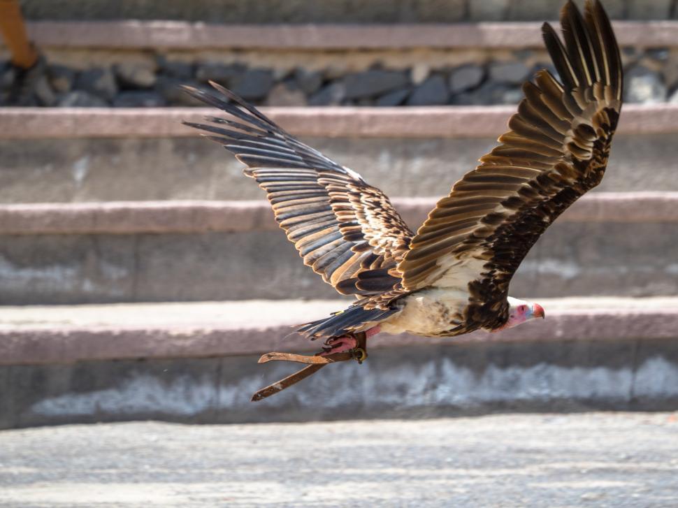 Free Stock Photo of A bird flying with a bird in its beak | Download ...