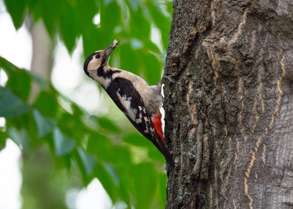 Free Stock Photo of A bird on a tree | Download Free Images and Free ...