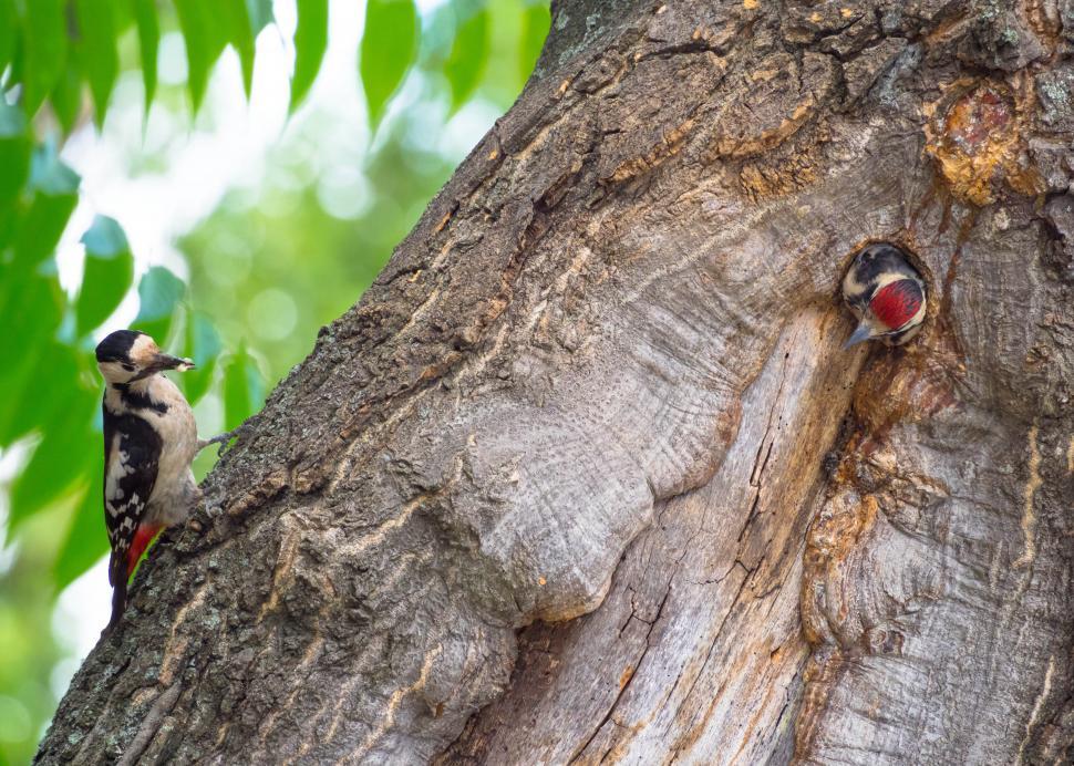 Free Stock Photo of A couple of birds on a tree | Download Free Images ...