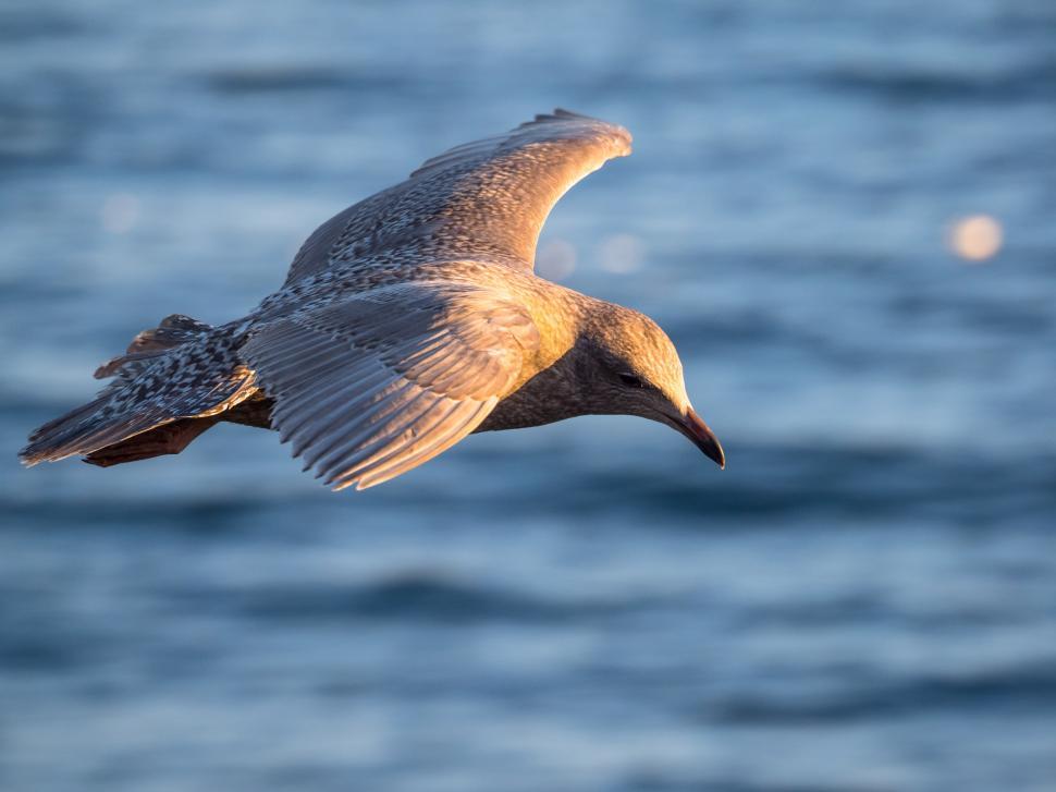 Free Stock Photo of A bird flying over water | Download Free Images and ...