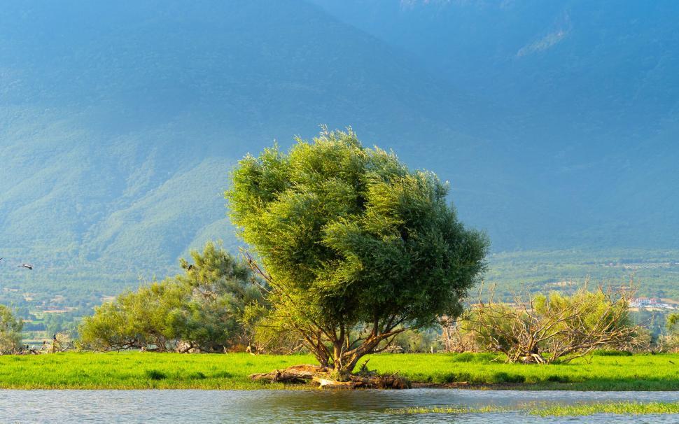 Free Stock Photo of A tree in the water | Download Free Images and Free ...