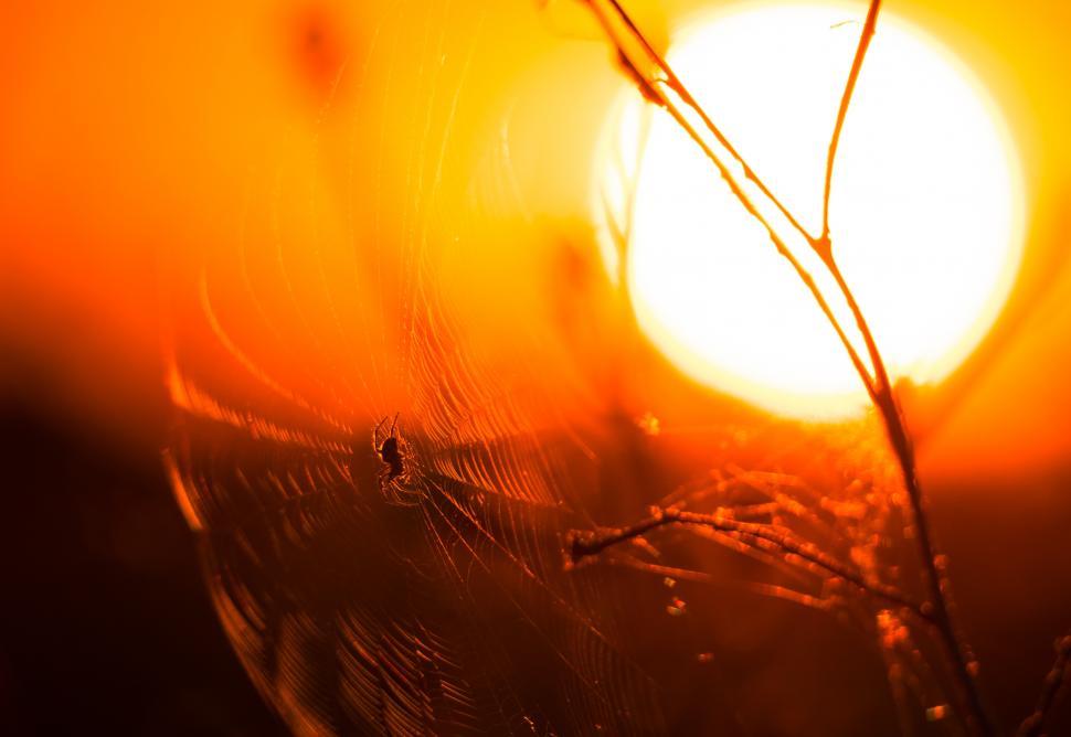 Free Stock Photo of A spider in a web | Download Free Images and Free ...