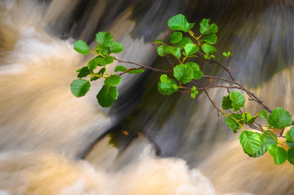 Free Stock Photo of A branch with leaves over water | Download Free ...
