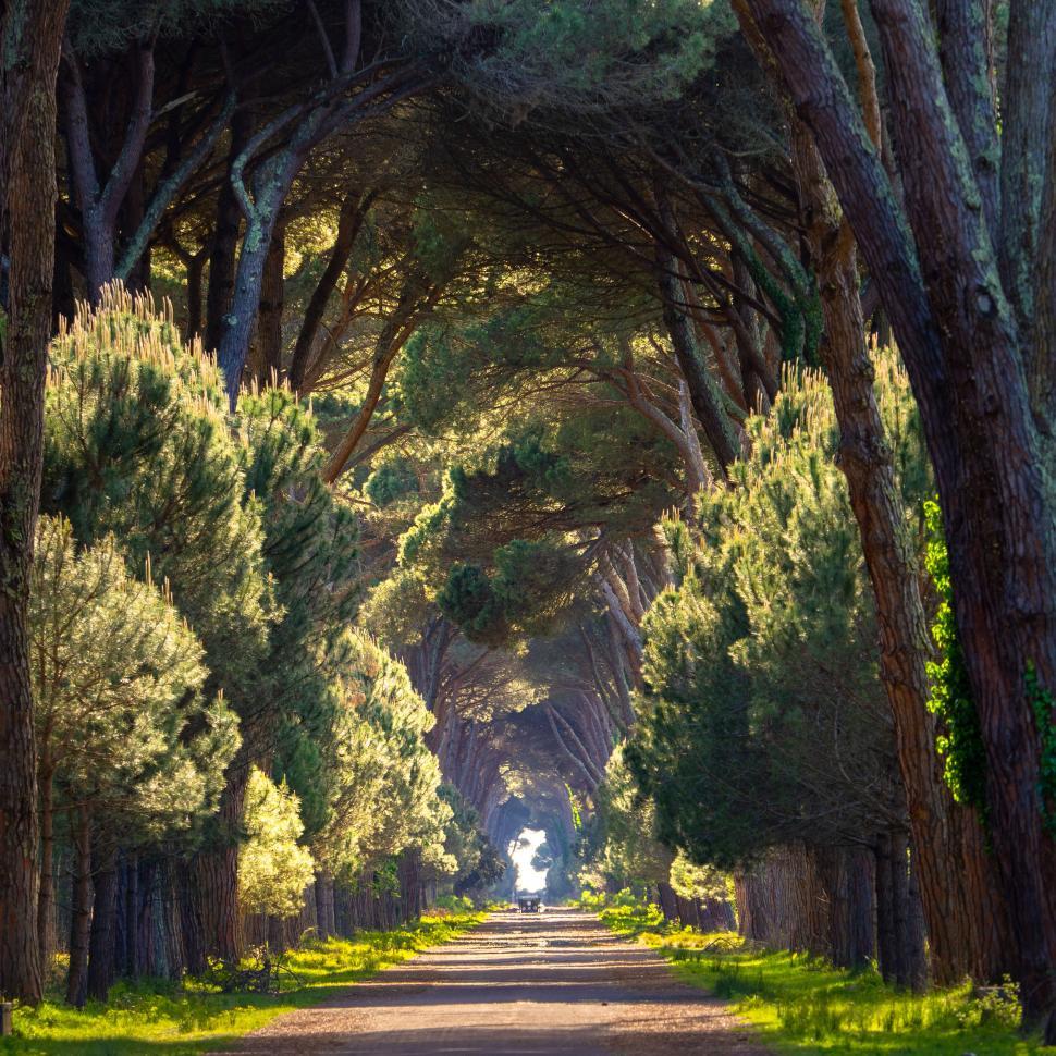 Free Stock Photo of A road with trees on the side | Download Free ...