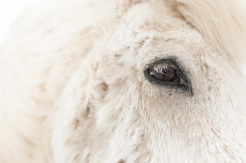 Free Stock Photo of A close up of an animal s eye | Download Free ...