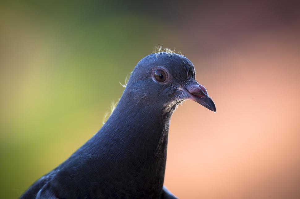 Free Stock Photo of A close up of a bird | Download Free Images and ...