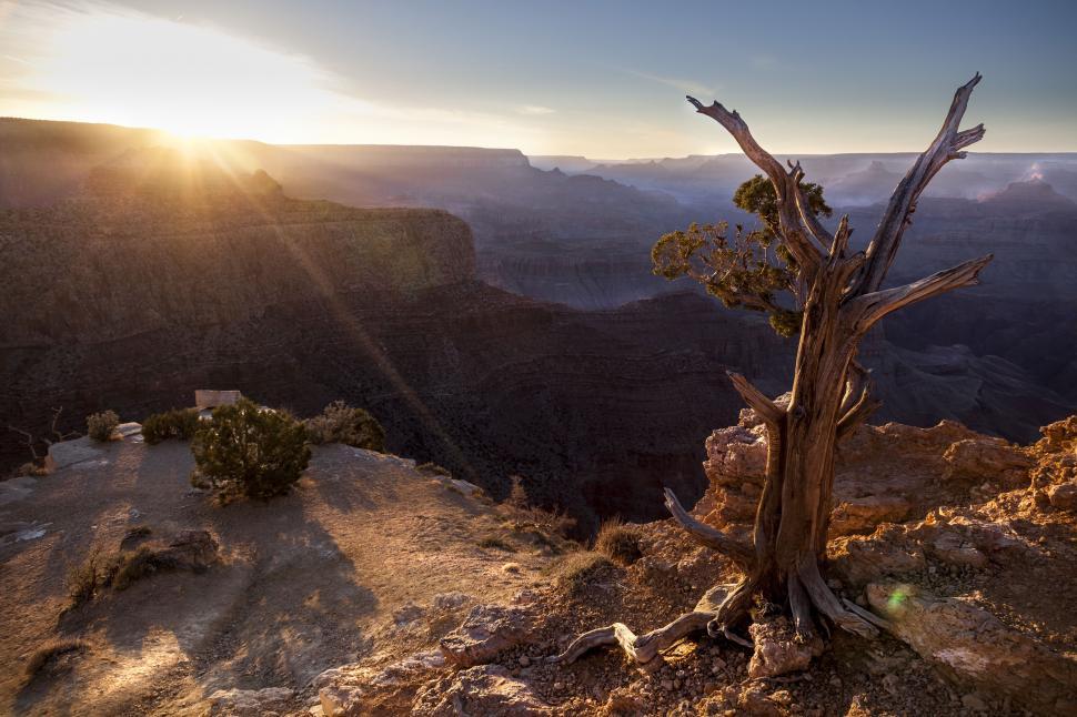 Free Stock Photo of A tree on a cliff | Download Free Images and Free ...